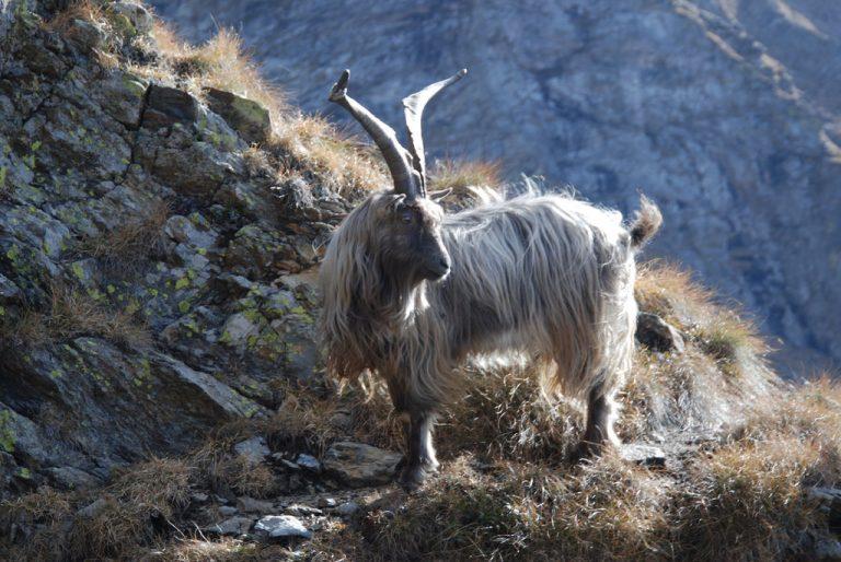 Orobica Goat Info, Kidding, Milk/Meat Production, Pictures