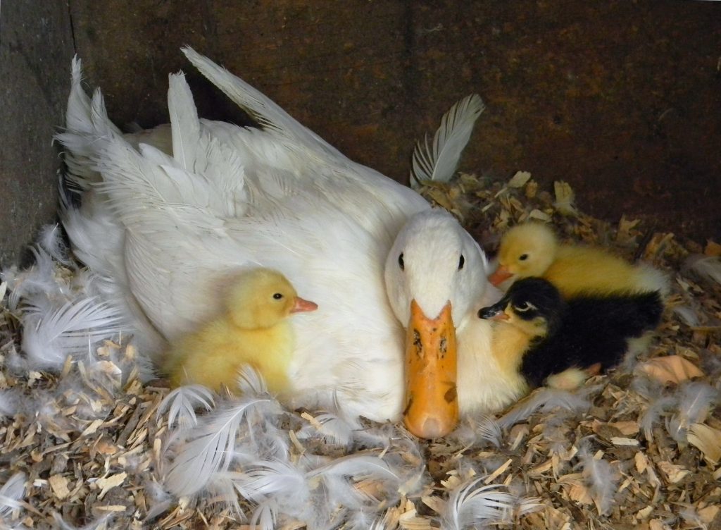 American Pekin Duck Information, Egg/Meat Production, Farming, Pictures