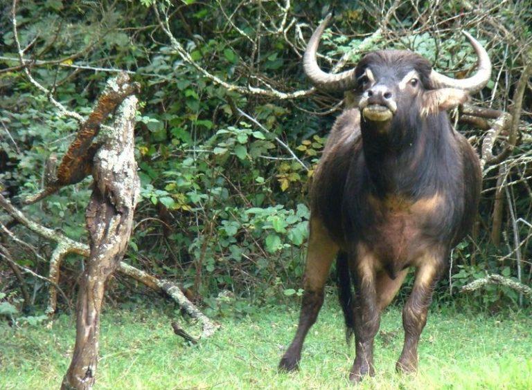 Toda Buffalo Characteristics, Uses, Personality, Pictures