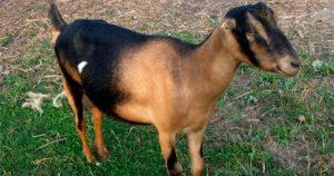 Lamancha Goat | Breeds List
