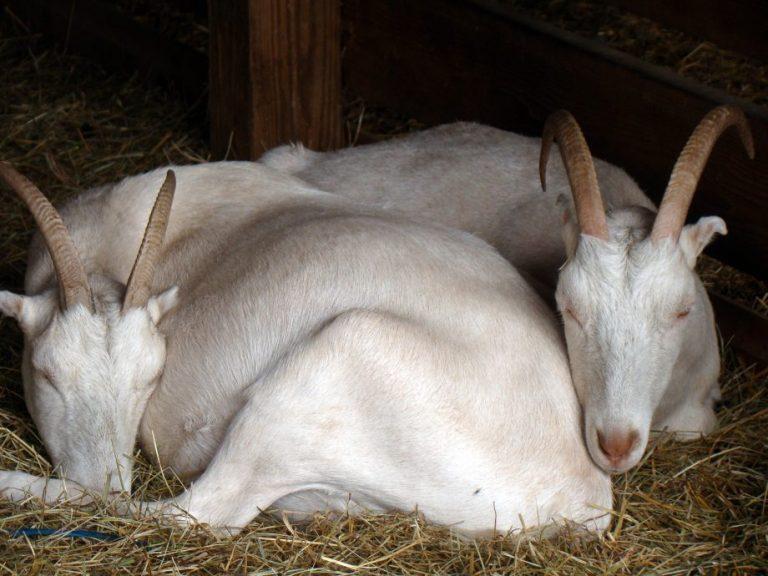 Lamancha Goat - Breeds List