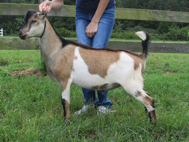 Lamancha Goat - Breeds List