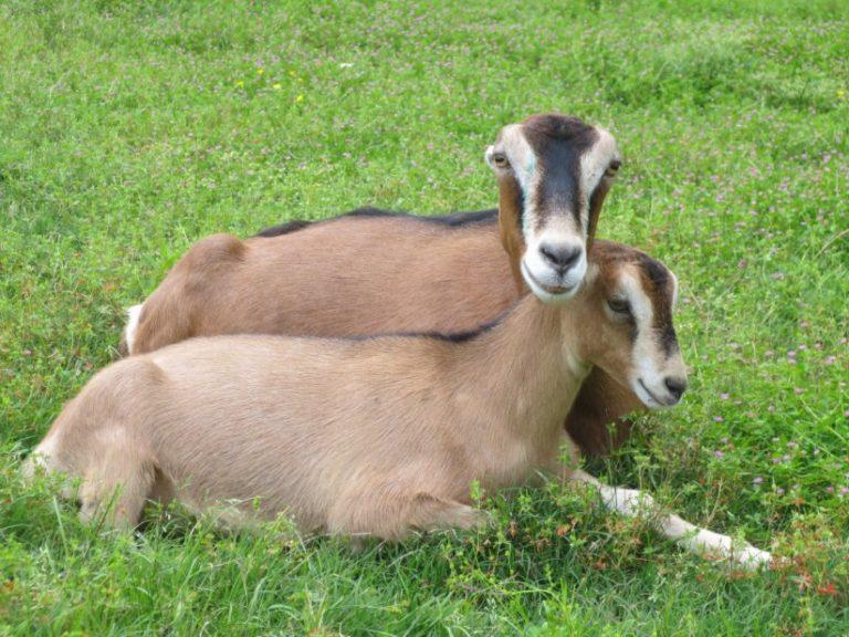 Lamancha Goat - Breeds List