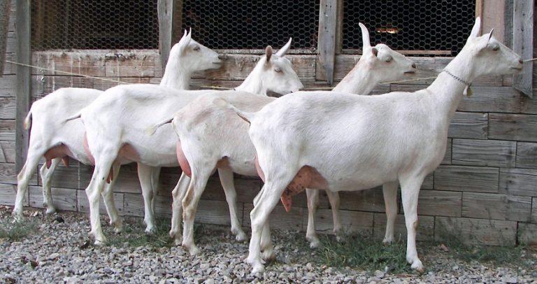 Saanen Goat - Breeds List