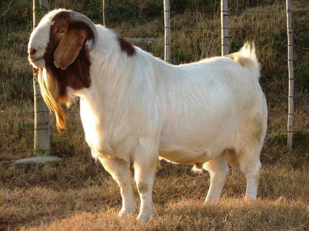 Boer Goat - Breeds List