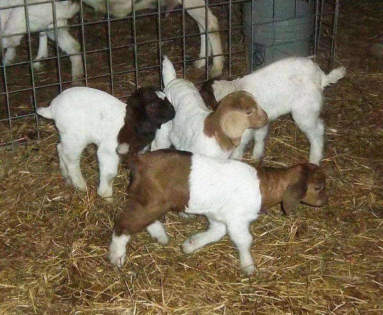Boer Goat - Breeds List