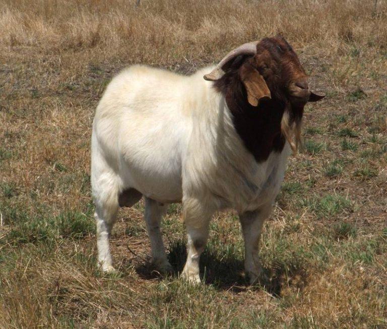 Boer Goat - Breeds List