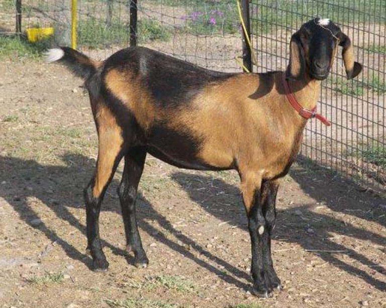 Lamancha Goat | Breeds List