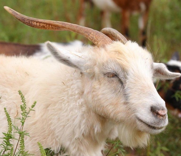 Pygora Goat Info, Size, Uses, and Pictures