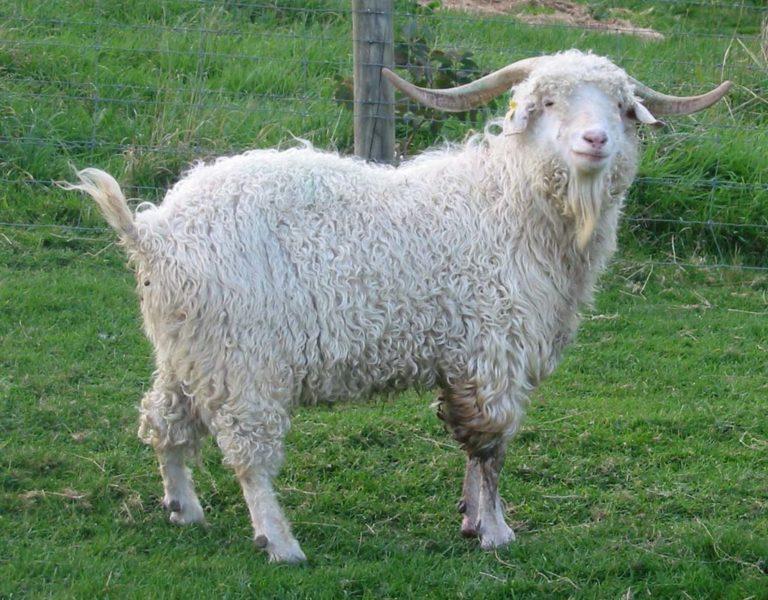 Goat Breeds - Facts, Types, and Pictures