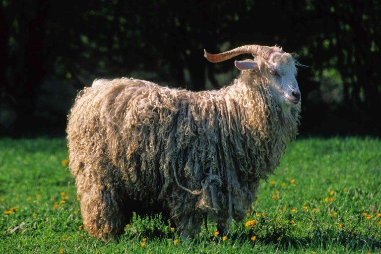 Angora Goat Info, Color, Origin, Uses, and Pictures