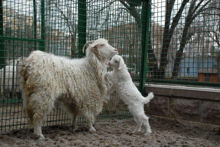 Angora Goat Info, Color, Origin, Uses, and Pictures