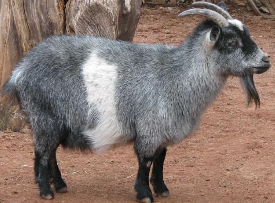 Oberhasli Goat - Breeds List Oberhasli Goat - Breeds List