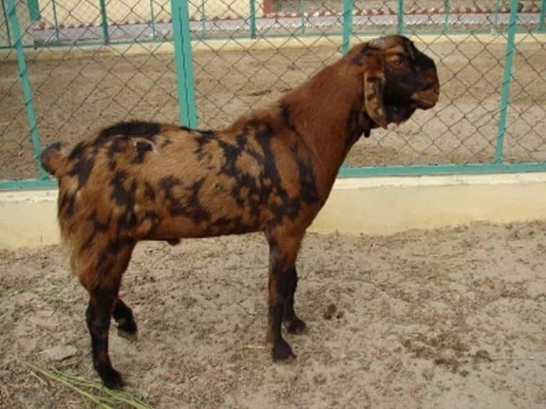 Lamancha Goat - Breeds List