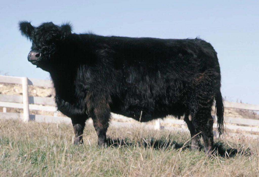 Galloway Cattle Info, Size, Lifespan, Uses, and Pictures