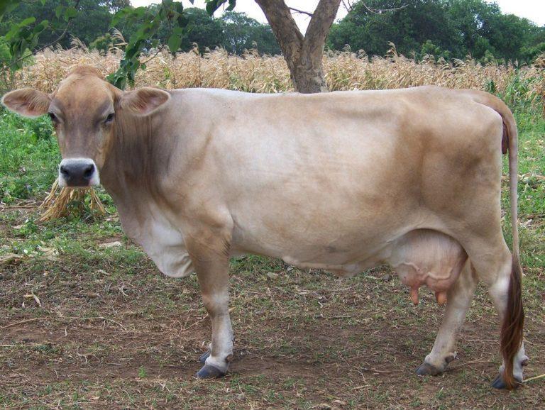 Brown Swiss Cattle Info, Size, Lifespan, Uses, and Pictures