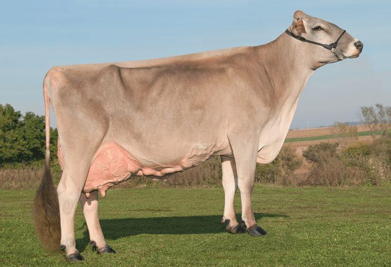 Brown Swiss Cattle Info, Size, Lifespan, Uses, and Pictures