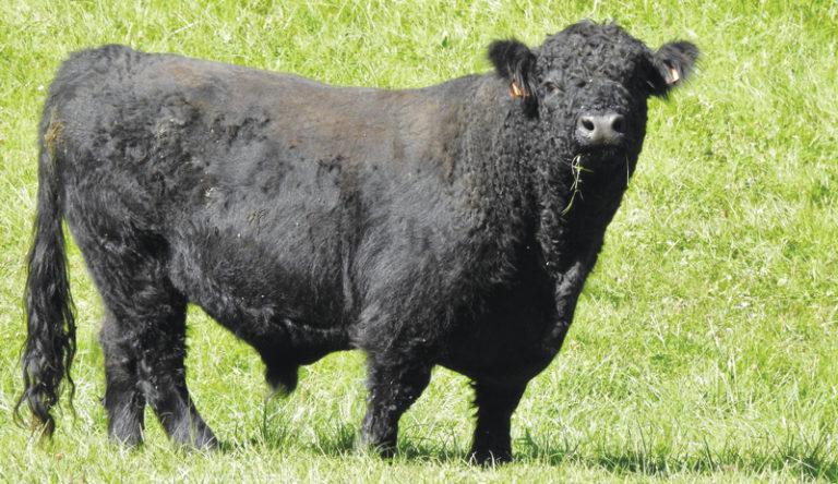 Galloway Cattle Info, Size, Lifespan, Uses, and Pictures