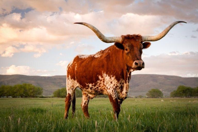 Texas Longhorn Cattle Info, Size, Lifespan, Uses, and Pictures