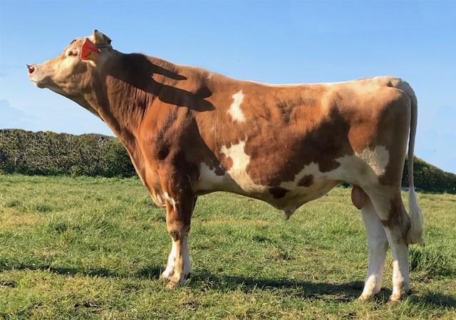 Guernsey Cattle Info, Size, Lifespan, Uses, and Pictures