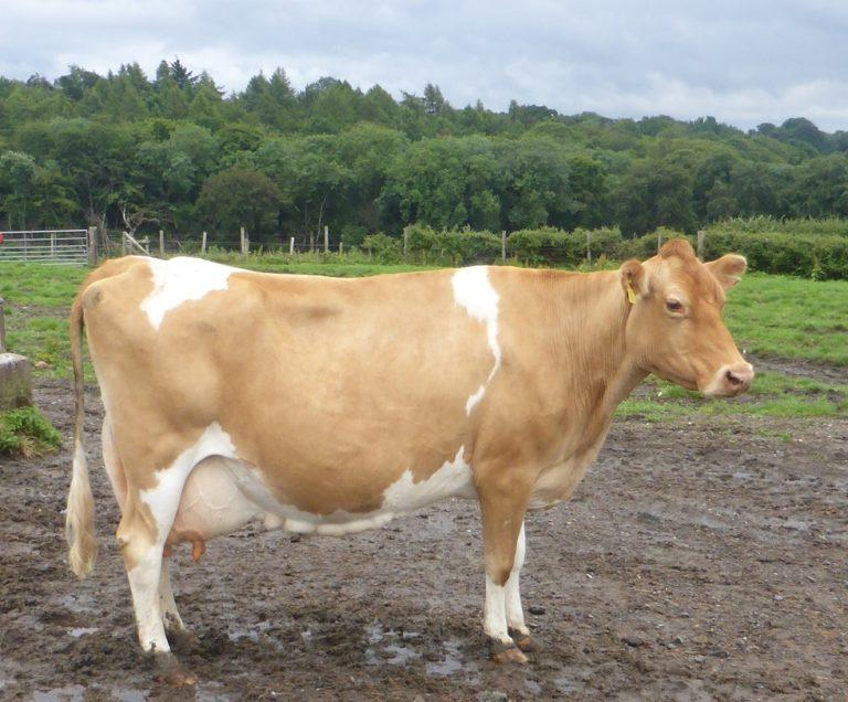 Guernsey Cattle Info, Size, Lifespan, Uses, and Pictures