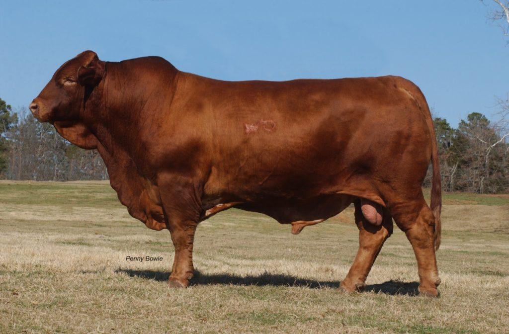 Beefmaster Cattle Info, Size, Lifespan, Uses, and Pictures