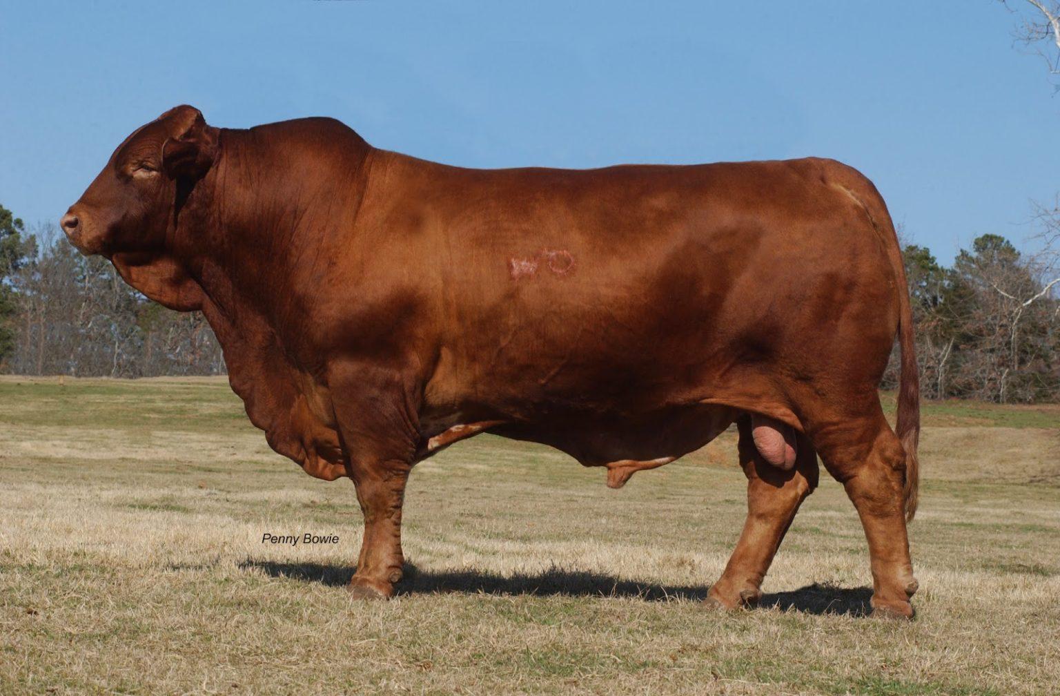 Beefmaster Cattle Info, Size, Lifespan, Uses, and Pictures