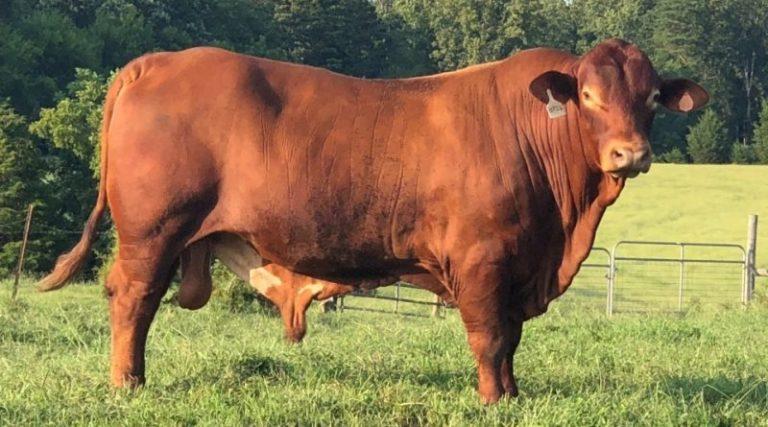 Beefmaster Cattle Info, Size, Lifespan, Uses, and Pictures