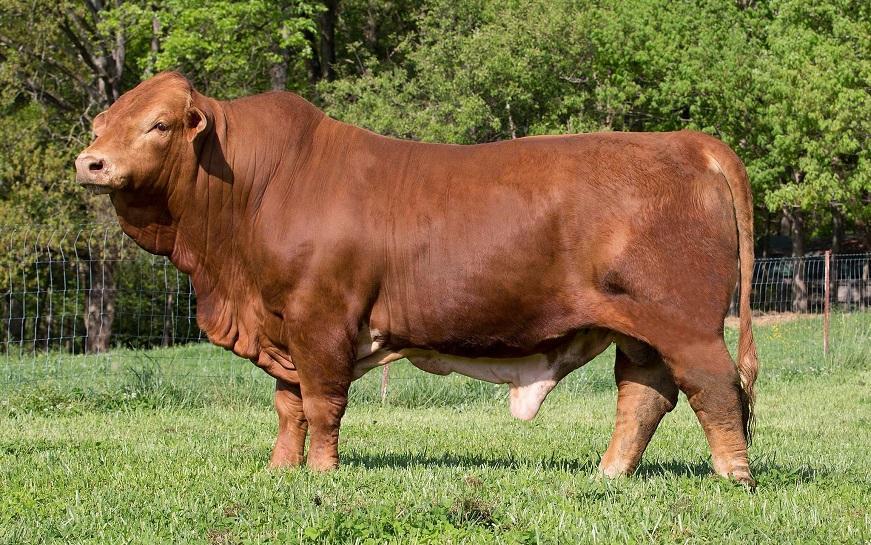 Cattle Breeds Facts Types And Pictures