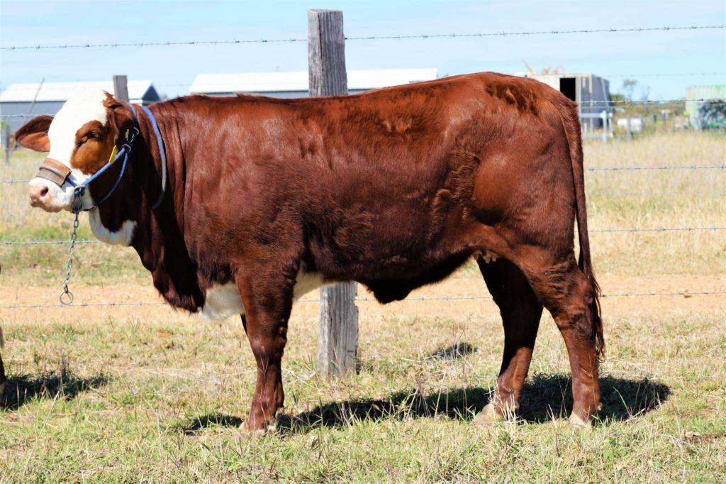 Braford Cattle Info, Size, Lifespan, Uses, and Pictures
