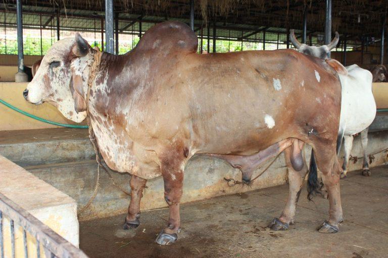 Gyr Cattle Info, Size, Lifespan, Uses, and Pictures