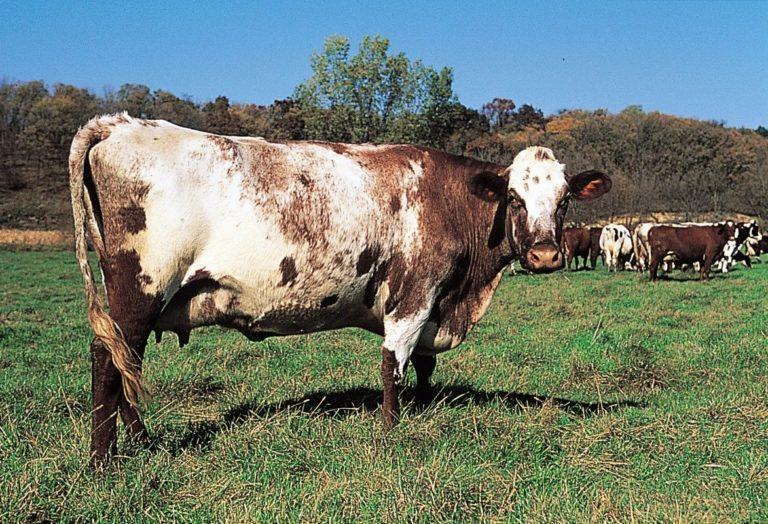 Shorthorn Cattle Info, Size, Lifespan, Uses, and Pictures