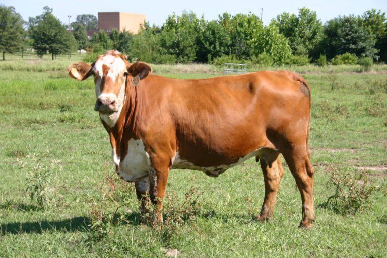 Beefmaster Cattle Info, Size, Lifespan, Uses, and Pictures