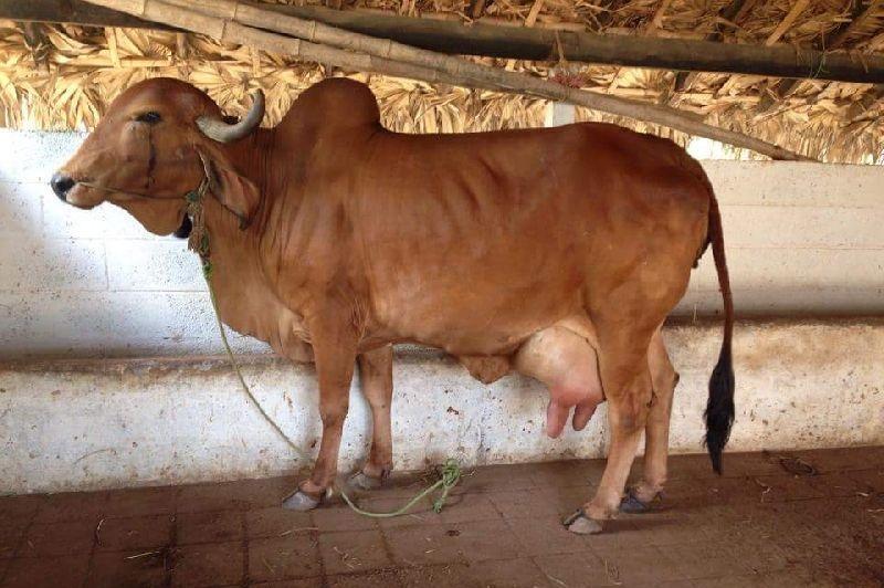 Gyr Cattle Info, Size, Lifespan, Uses, and Pictures