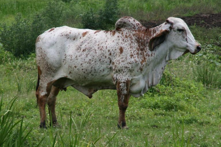Gyr Cattle Info, Size, Lifespan, Uses, and Pictures