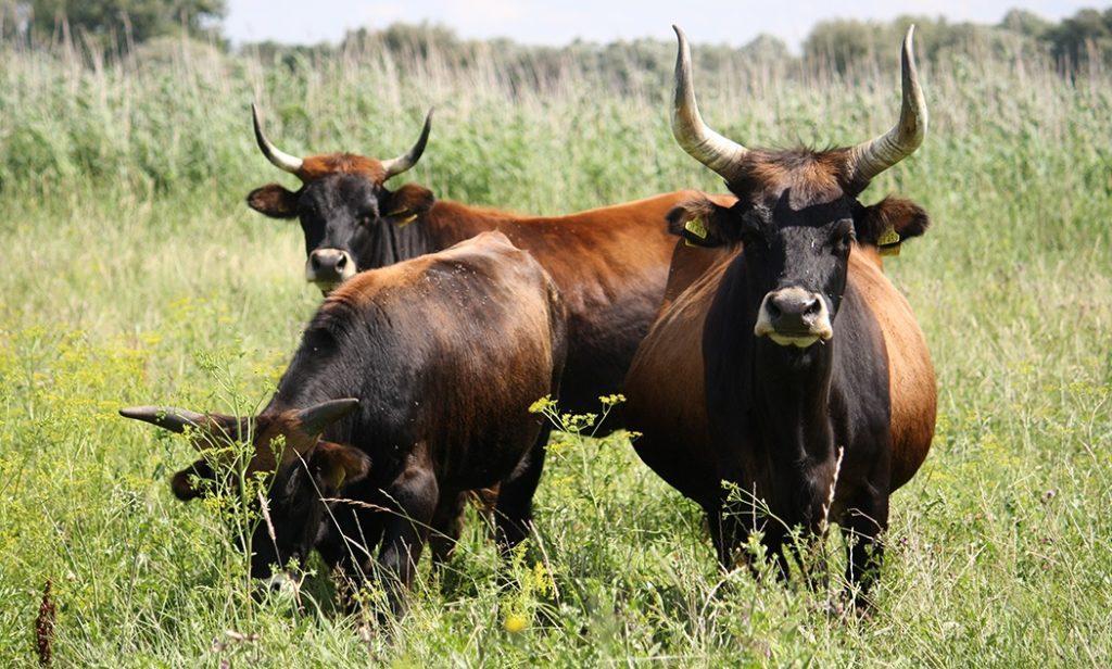 Heck Cattle Info, Size, Lifespan, Uses, and Pictures