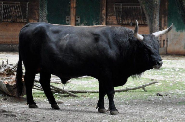 Heck Cattle Info, Size, Lifespan, Uses, and Pictures