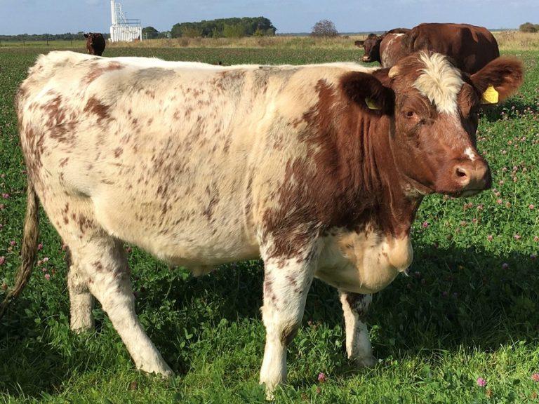 Shorthorn Cattle Info, Size, Lifespan, Uses, and Pictures