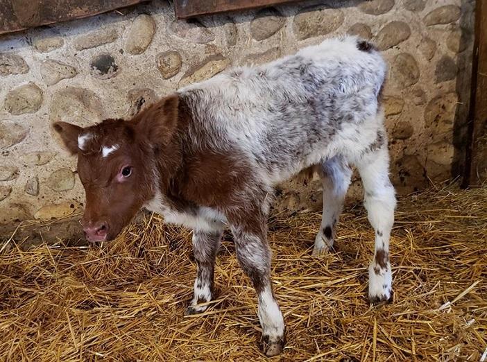 Shorthorn Cattle Info, Size, Lifespan, Uses, and Pictures