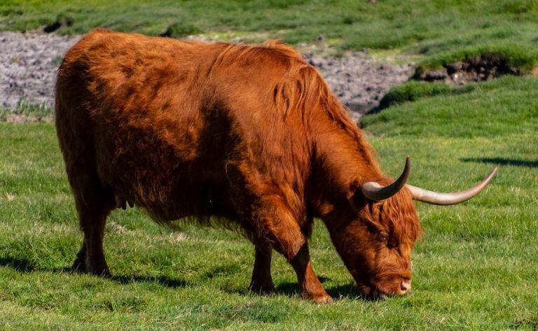 Long-eared Goats Breeds With Pictures