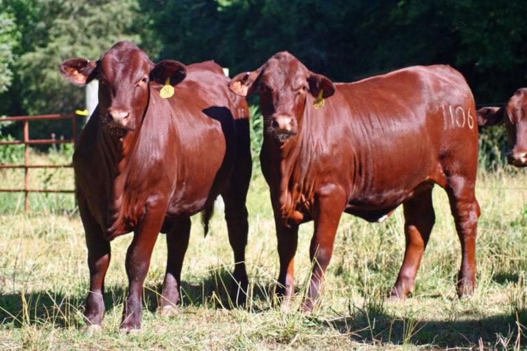 Santa Gertrudis Cattle Info, Size, Lifespan, Uses, and Pictures