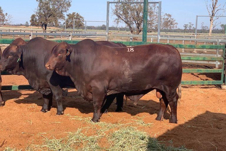 Santa Gertrudis Cattle Info, Size, Lifespan, Uses, and Pictures