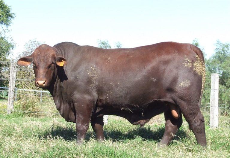 Santa Gertrudis Cattle Info, Size, Lifespan, Uses, and Pictures