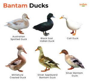 Types of Small & Bantam Duck Breeds With Pictures