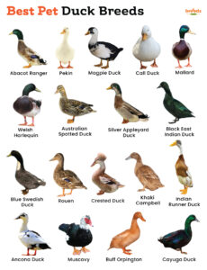 List of Best Pet Duck Breeds With Pictures