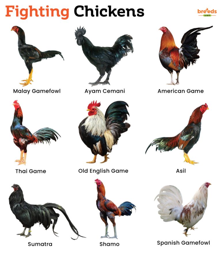 List of Fighting Chicken Breeds With Pictures