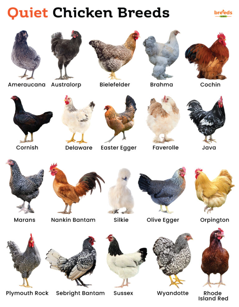 List of Quiet Chicken Breeds with Pictures