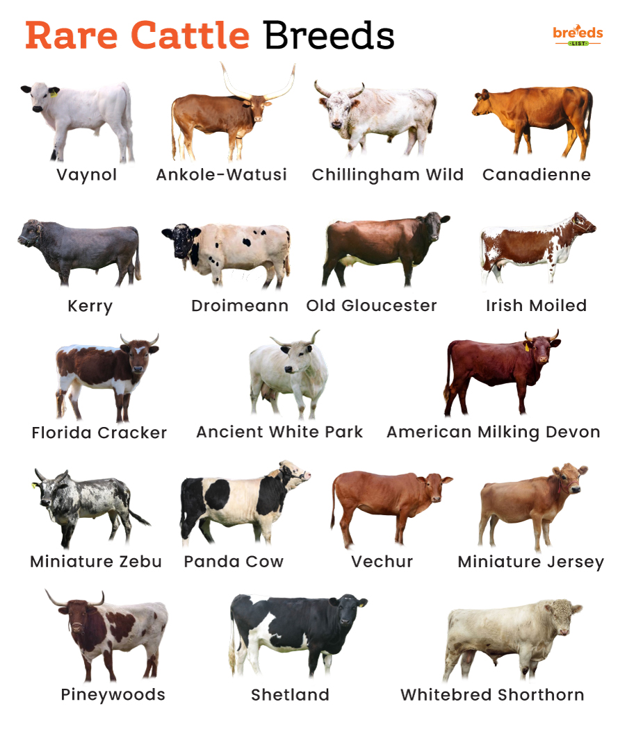 Rare Cattle Breeds With Pictures Rare Cattle Breeds With Pictures