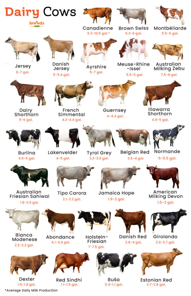 Best Dairy Cows Breeds With Pictures