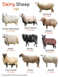 Dairy Sheep – Facts, List, Pictures